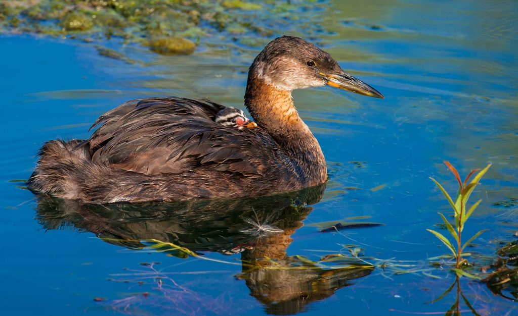 Female Red Necked Grebe with Chick | David Walsh - Photographer